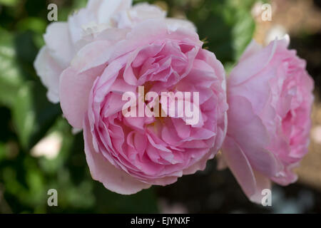 Rosa Scepter'd Isle, David Austin English Rose Stock Photo - Alamy