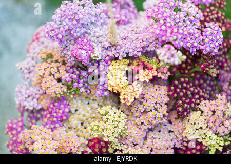 Summer bouquet of sunset series yarrow (achillea) with feverfew Stock ...