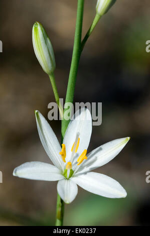 Star-of-Bethlehem (ornithogalum umbellatum), close up of a single ...
