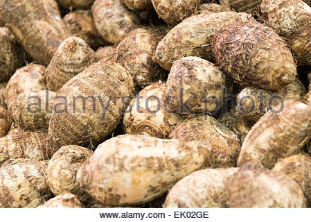 Eddoe or Eddo a tropical root vegetable latin name Colocasia Stock ...