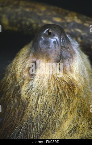 Sleeping Three-toed Sloth Stock Photo - Alamy