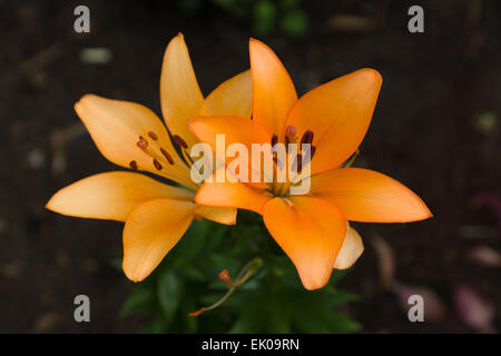 beautiful flowers of a lily blossomed in a garden under the spring sun ...