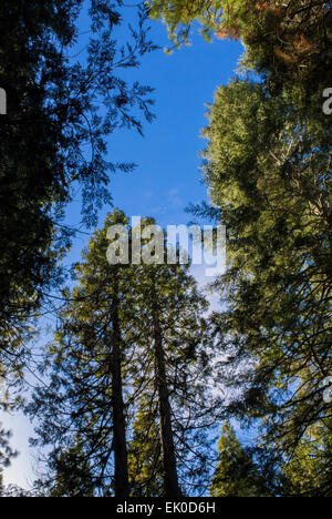 Skyward Through the Forest Canopy Stock Photo - Alamy