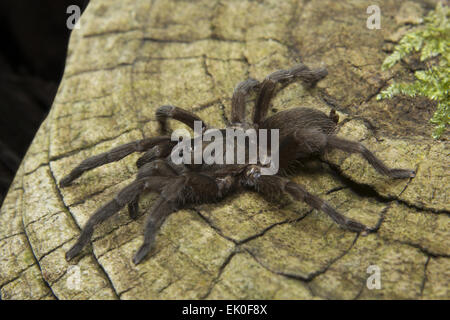 Theraphosidae, Silent Valley National Park, Kerala. Tarantula Stock ...