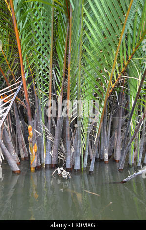 nipah tree on mouth of the river Stock Photo - Alamy