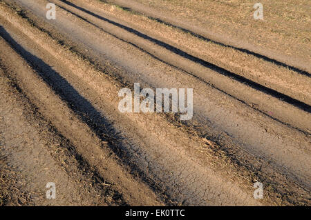 Dried dirt road in the spring Stock Photo - Alamy