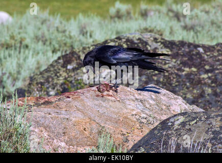 crow eating dead crow Stock Photo - Alamy