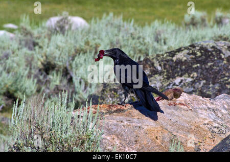 Crow on the ground eating meat Stock Photo - Alamy