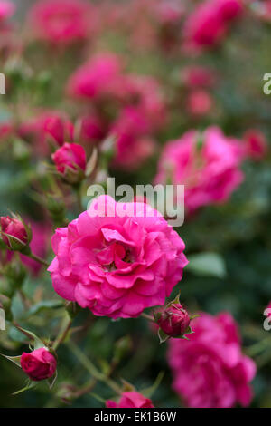 Dark pink rosa Rody Stock Photo - Alamy