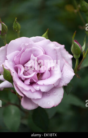 Lavender colored Japanese rose Madame Violet Stock Photo - Alamy