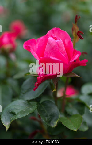 Hot pink Rosa Cherry Lady Stock Photo - Alamy