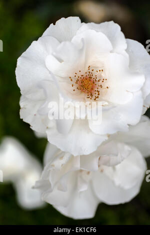 Rosa Maria Mathilda Stock Photo - Alamy