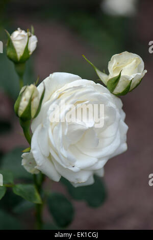 Rosa PASCALI. rose Stock Photo - Alamy