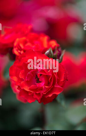 Red rose Allotria Stock Photo - Alamy