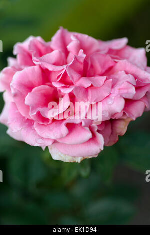 Rosa Pink Kanegem Stock Photo - Alamy