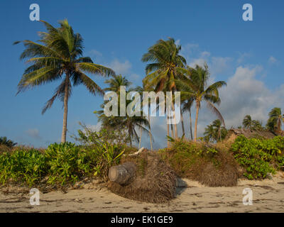 Palm trees on a beach Bintan island, Sumatra, Indonesia Stock Photo - Alamy