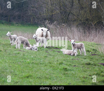 Domestic Sheep. Ewe and seven lambs restingon a meadow in spring ...