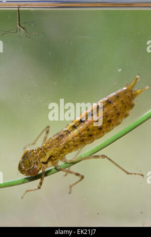 Emperor Dragonfly Larva; Anax imperator Stock Photo - Alamy