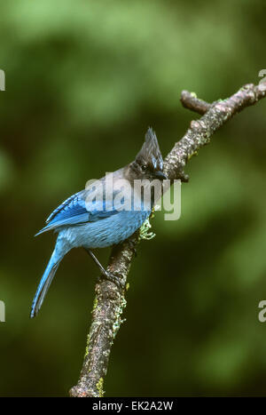 Bright blue bird, Steller's Jay, with a crested head sits among dry ...