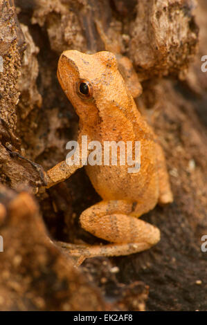 Spring peeper along Mattabesett Trail, New England National Scenic ...
