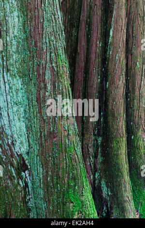 Root structure of a Western Red Cedar tree in a temperate rain forest ...