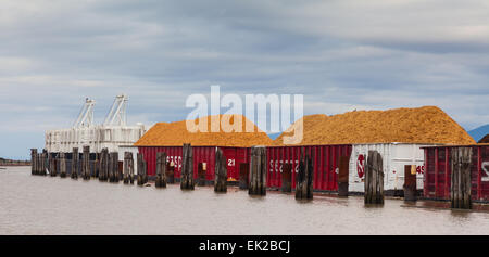 Barges carrying wood chips awaiting transportation to a processing mill ...