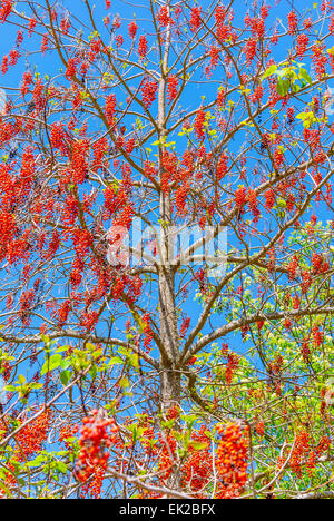 Idesia polycarpa Idesia polycarpa Stock Photo - Alamy