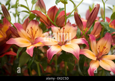 Lilium Heartstrings, Asiatic lily Stock Photo - Alamy