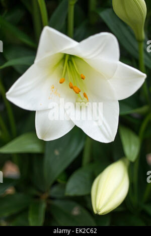 Lilium Watch Up, white lily flower Stock Photo - Alamy