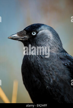Bird. A glossy black feathered crow or Australian Raven with it's beak open cawing standing on a ...