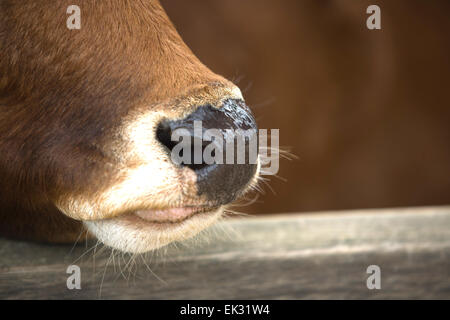 The name of zebu was originally Bos indicus, but they are now more ...
