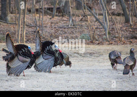 Eastern Wild Turkey gobblers strut and show off for a group of hens in ...