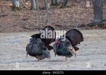 Eastern Wild Turkey gobblers strut and show off for a group of hens in ...