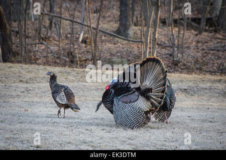 Eastern Wild Turkey gobblers strut and show off for a group of hens in ...