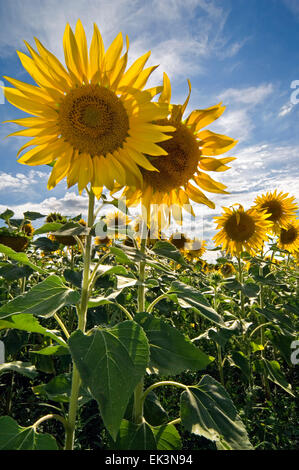 A field of Common sunflowers, Helianthus annuus Stock Photo - Alamy