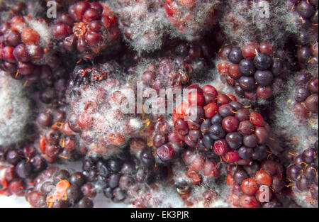 Moldy blackberries covered in fungus and decaying Stock Photo - Alamy