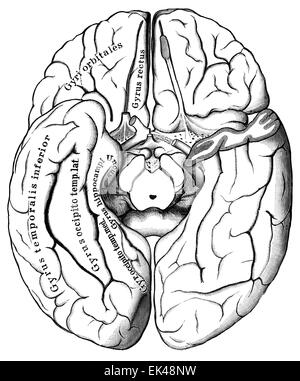 Illustration of human brain regions Stock Photo - Alamy