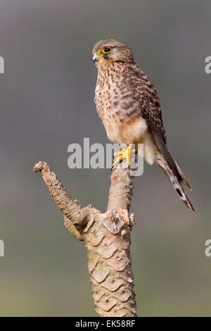 Neglected Kestrel, Sao Nicolau, Cape Verde (Falco tinnunculus neglectus ...