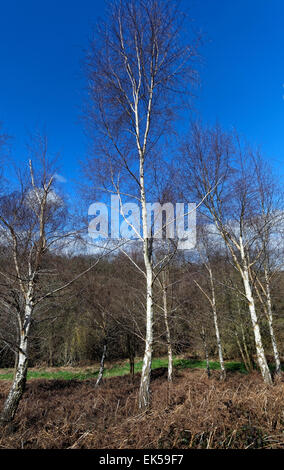 Bringsty Common is accessible land near Bromyard, Herefordshire, UK ...