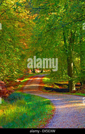 Twisting pathway through the New Forest at Bolderwood in Autumn Stock ...