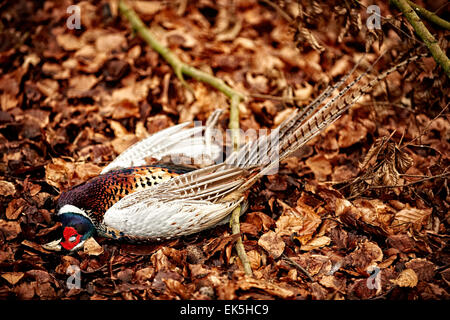 Dead Pheasants hung outside a butchers shop, England, UK Stock Photo ...