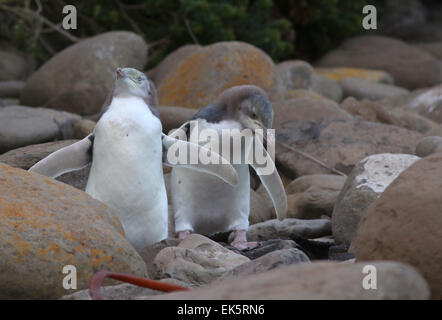 Yellow-eyed penguin babies Curio Bay, New Zealand Stock Photo - Alamy