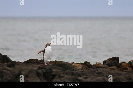 yellow-eyed penguin in Curio Bay fossilized tree trunks and tide pool ...
