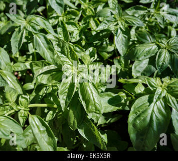 Italy, countryside, basil plants in a garden Stock Photo - Alamy