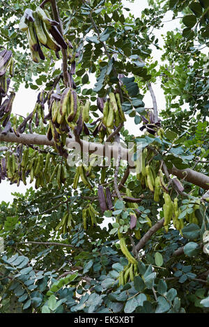 Italy, Sicily, countryside, carob tree full of carobs Stock Photo - Alamy