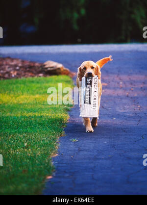 golden retrieve dog with a newspaper in the mouth in front of the door ...