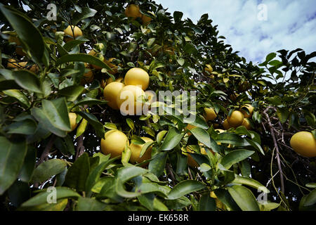 Italy, Sicily, countryside, grapefruits Stock Photo - Alamy