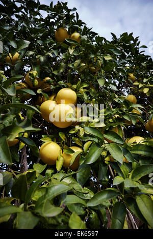 Italy, Sicily, countryside, grapefruits Stock Photo - Alamy