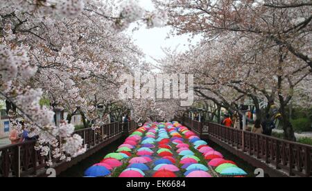 Cherry blossoms attract visitors in Chongqing, China, 2 March, 2025 ...