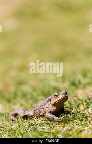 A common toad (Bufo bufo) taking a stroll on a sunny spring day at ...